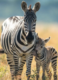 Book Tour & Trip Packages, Activities, Things to Do, Sightseeing